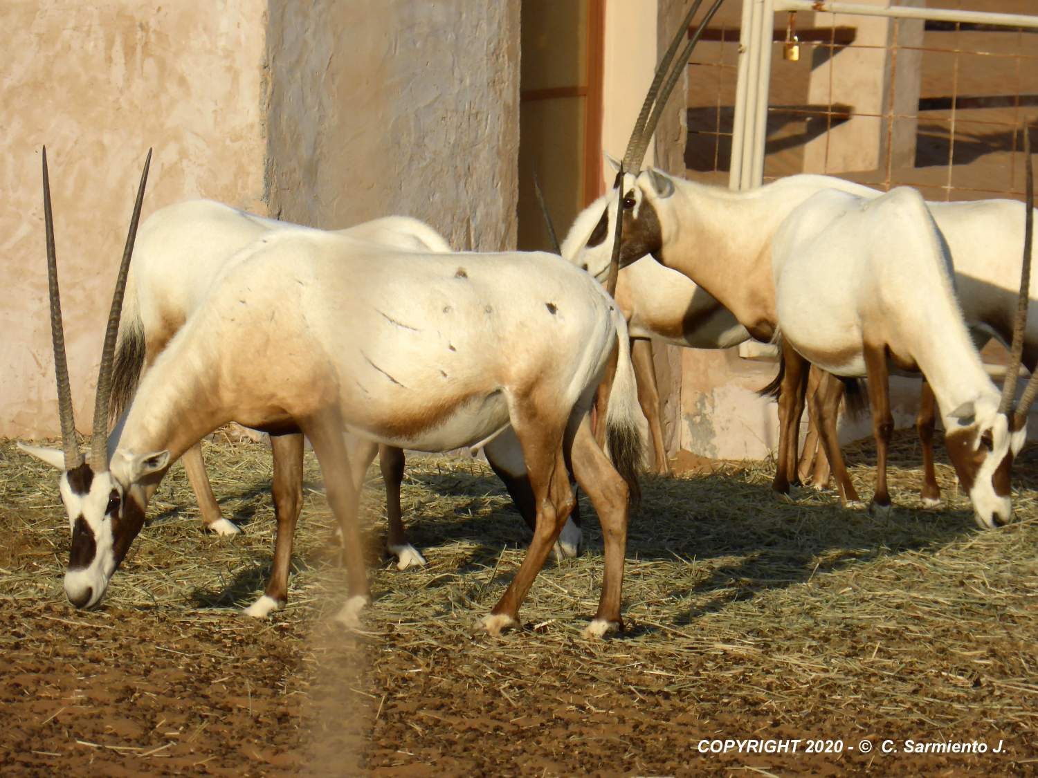 Jigsaw Puzzle | SULTANATE OF OMAN – Wahiba Sands Desert - Arabian Oryx ...
