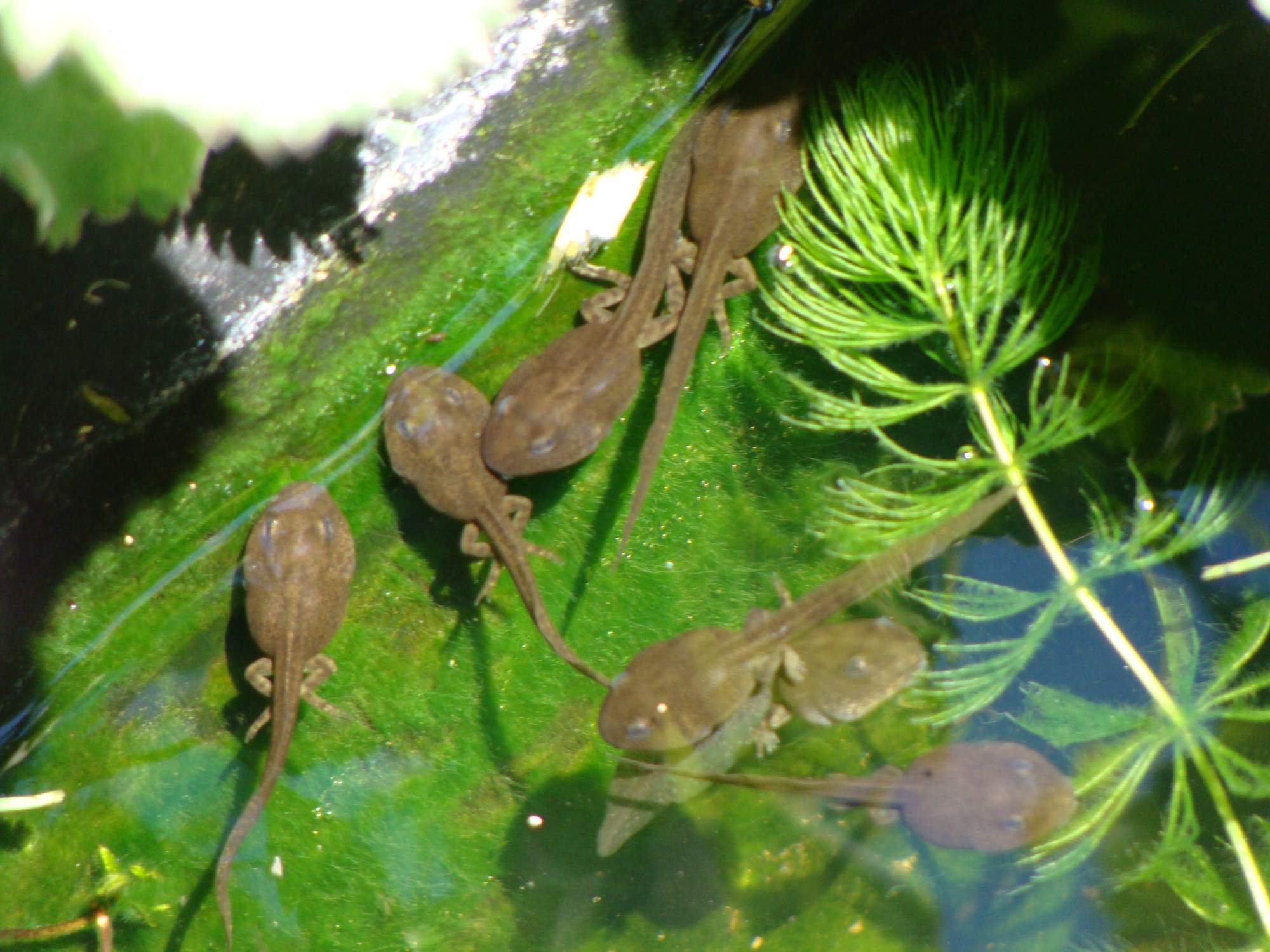 Solve Tadpoles jigsaw puzzle online with 192 pieces