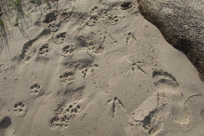 Solve Footprints in the sand jigsaw puzzle online with 35 pieces