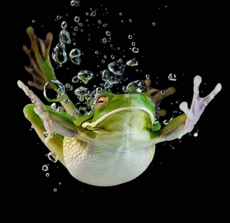 Solve Frog jigsaw puzzle online with 64 pieces