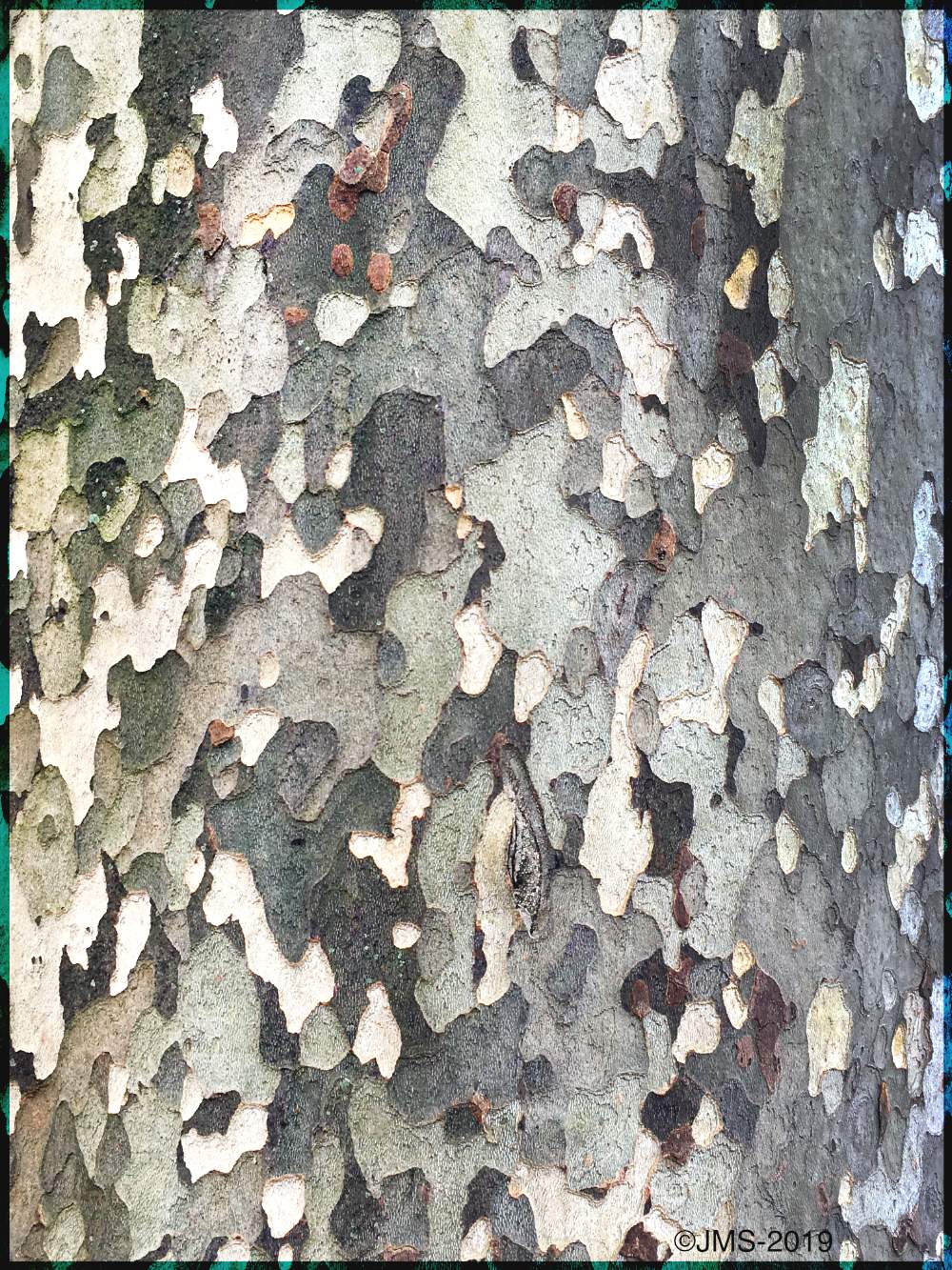Solve Tree Bark - Lake Garda jigsaw puzzle online with 108 pieces