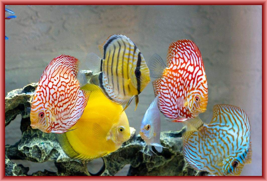 Solve The delightful Discus! jigsaw puzzle online with 54 pieces