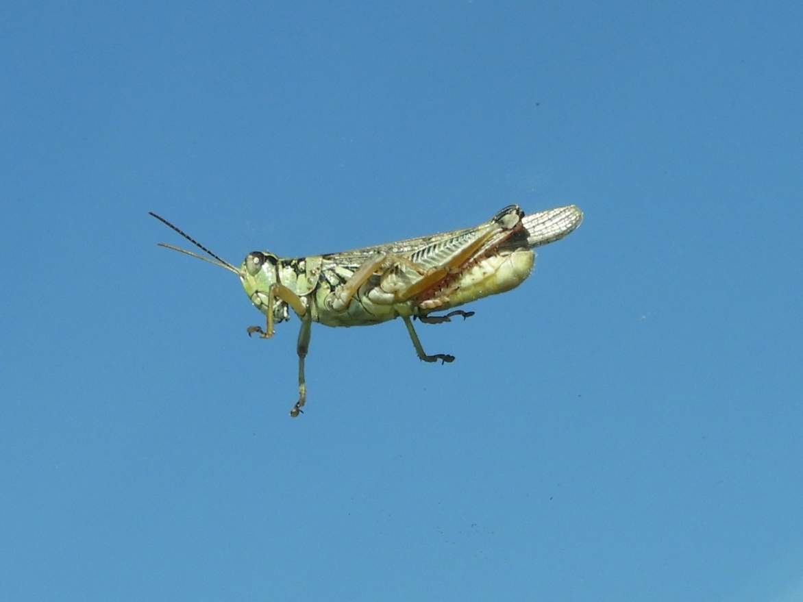 Solve Grasshopper -- I took this picture on July 18, 2020 jigsaw puzzle ...