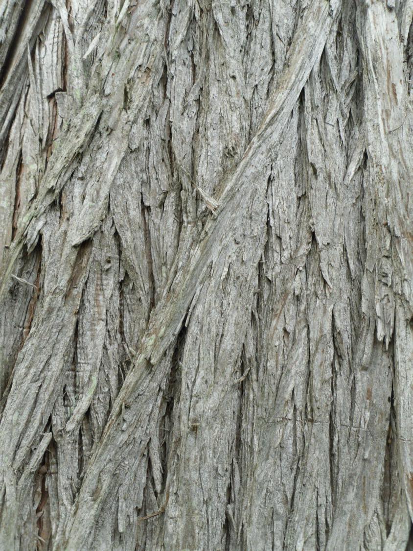 Solve Tree bark jigsaw puzzle online with 35 pieces