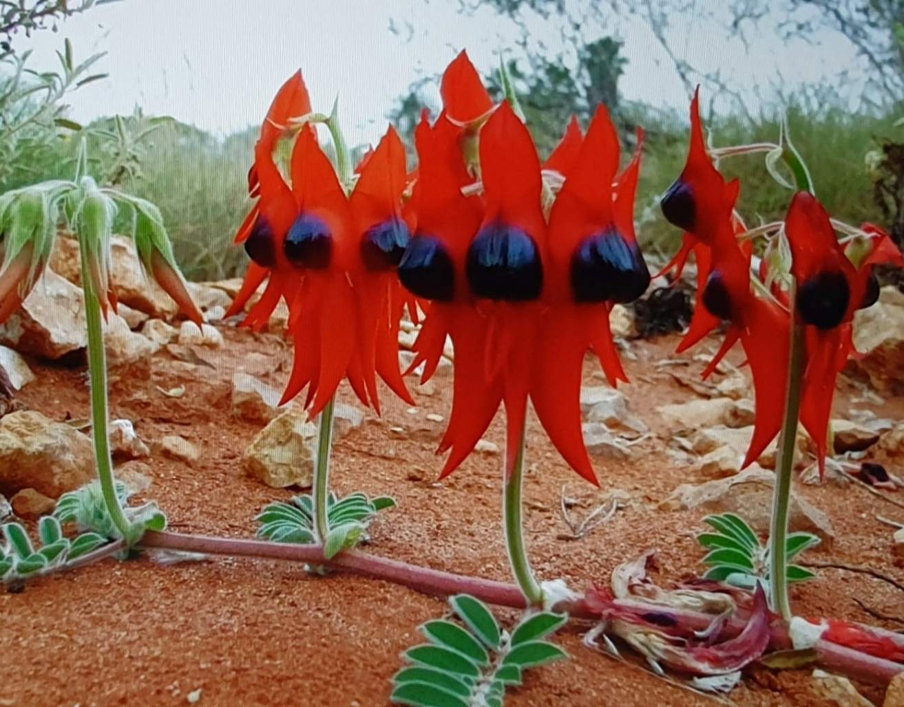 Solve DESERT PEA jigsaw puzzle online with 30 pieces