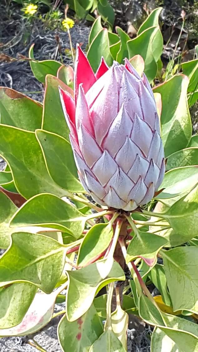 Solve Protea. jigsaw puzzle online with 40 pieces