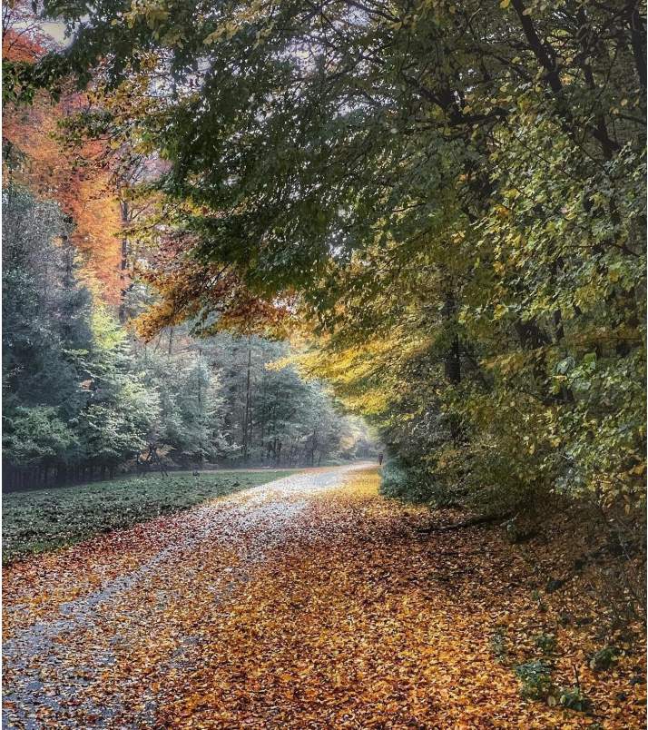 Solve Autumn - Jesen jigsaw puzzle online with 42 pieces