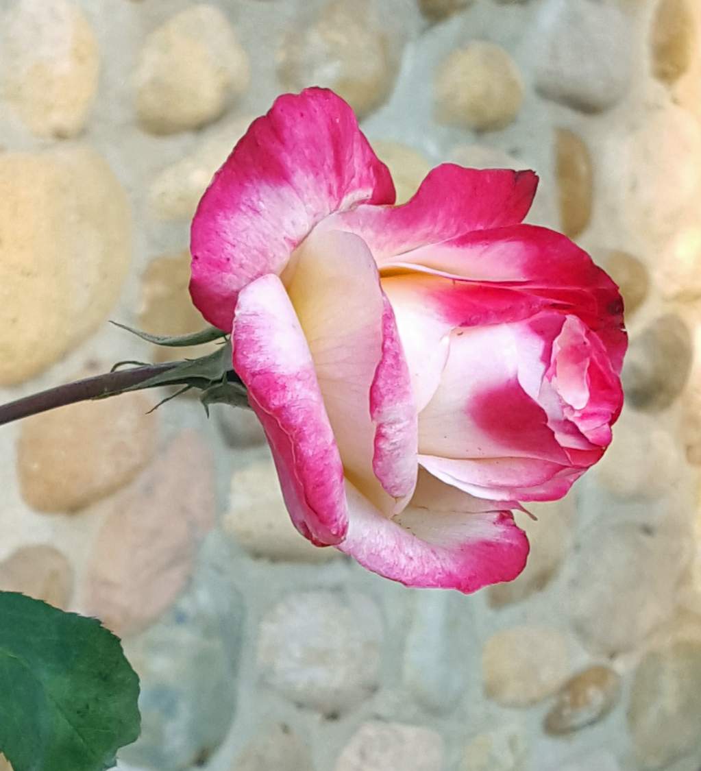 Solve Rose Blossom on Rocks jigsaw puzzle online with 30 pieces