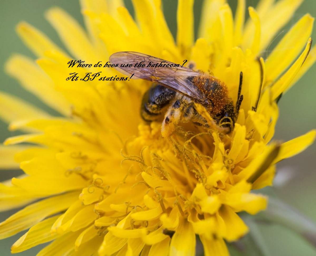 Solve BP jigsaw puzzle online with 30 pieces