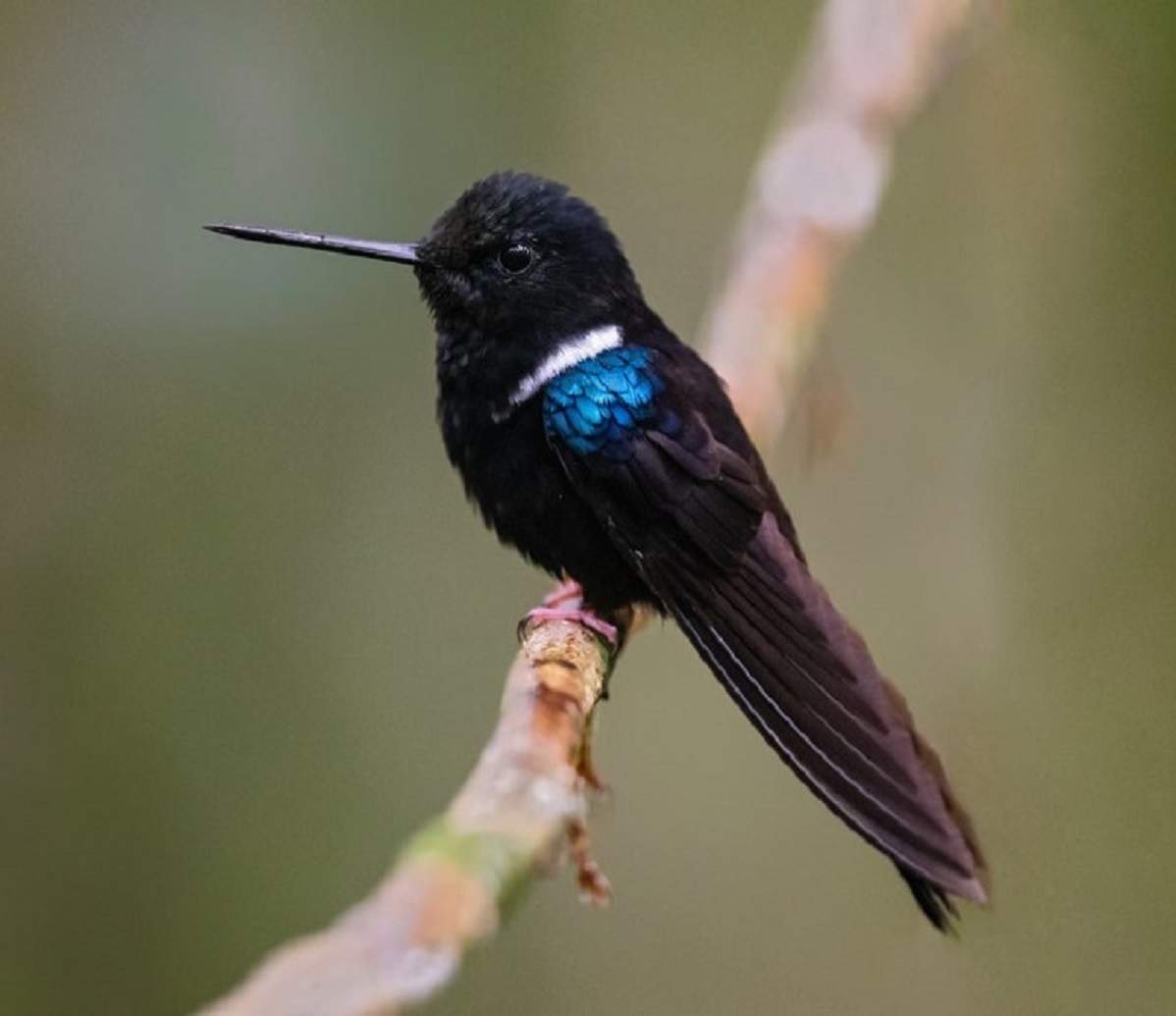 Solve Black Inca Hummingbird jigsaw puzzle online with 340 pieces