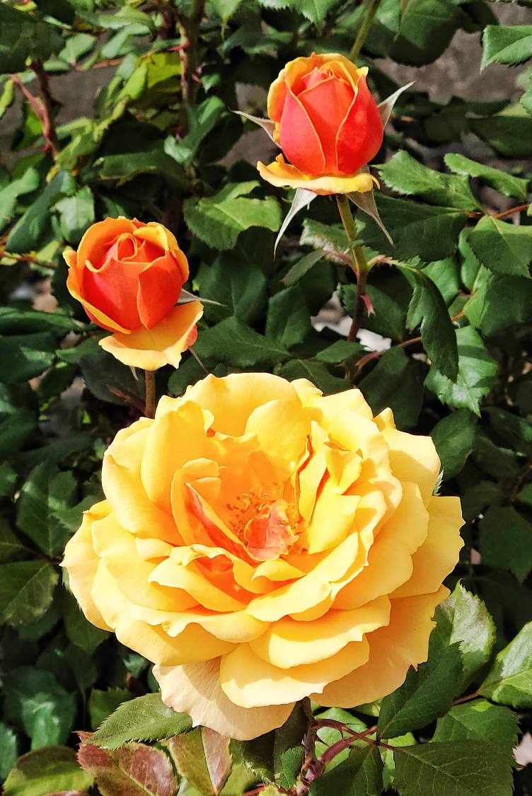 Solve Rose Blossom and Buds jigsaw puzzle online with 35 pieces