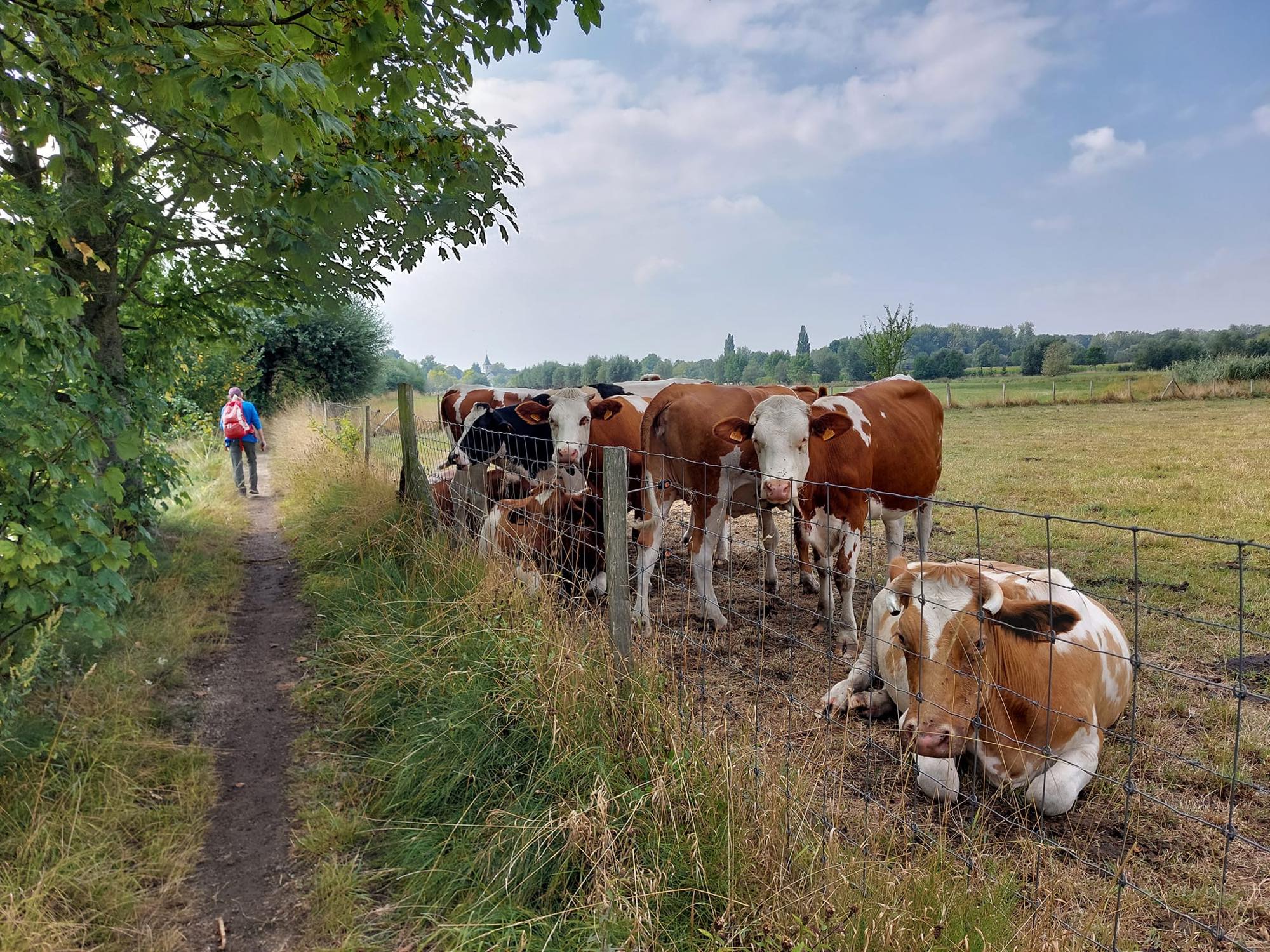 Solve koeien jigsaw puzzle online with 204 pieces