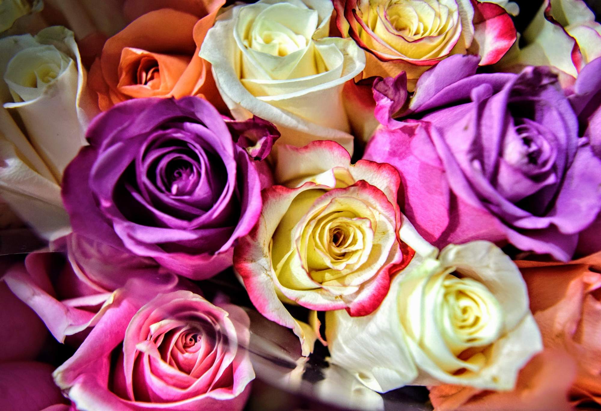 Solve roses jigsaw puzzle online with 486 pieces