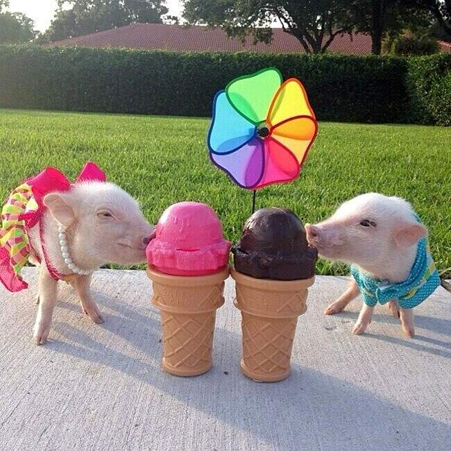 Solve Pigs! ️️ jigsaw puzzle online with 110 pieces