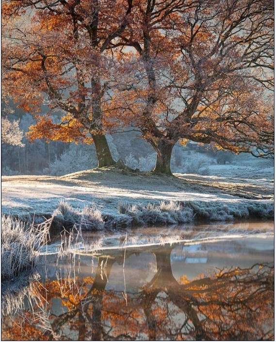 Solve Ranní mrazík_Morning frost jigsaw puzzle online with 63 pieces