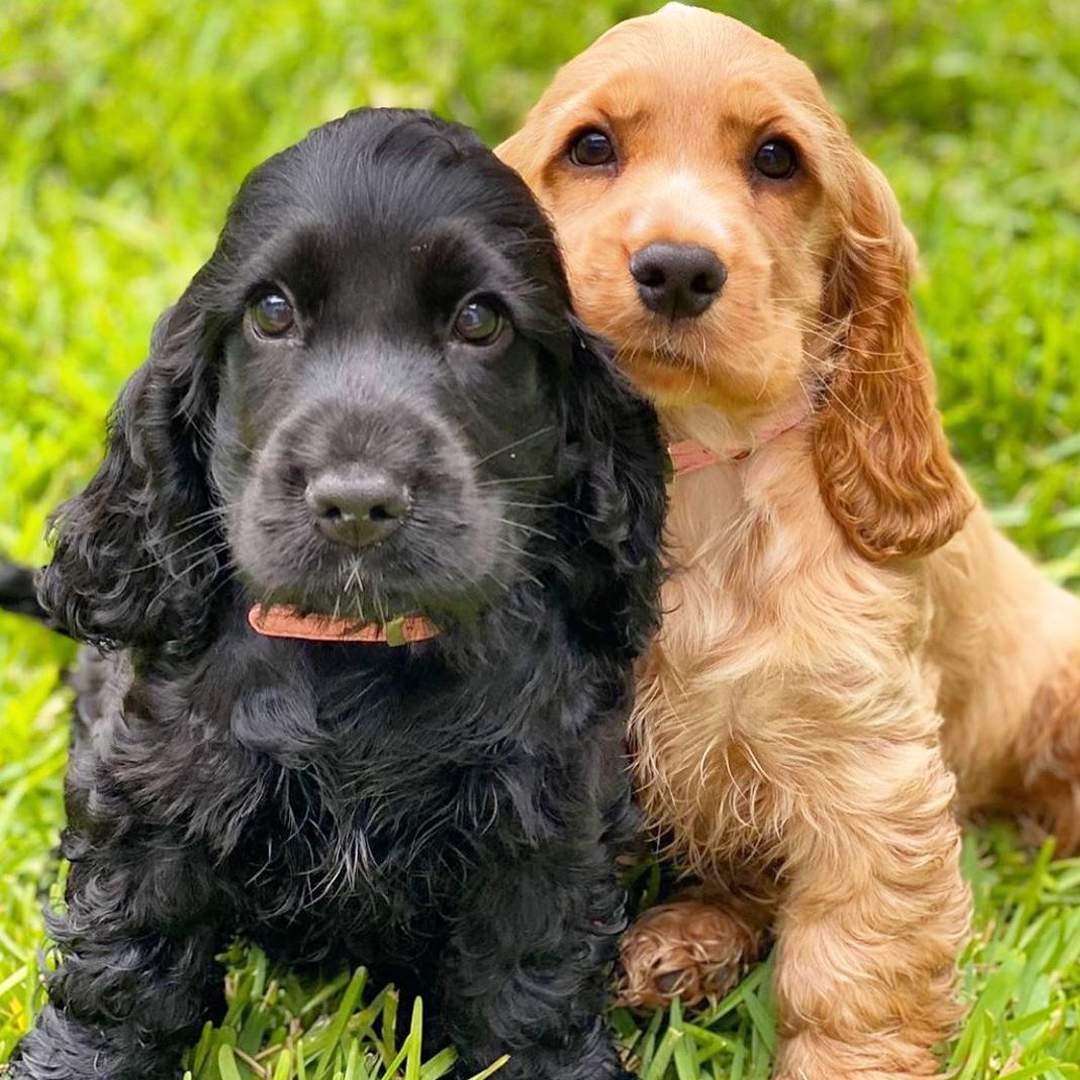 Solve Spaniels jigsaw puzzle online with 81 pieces