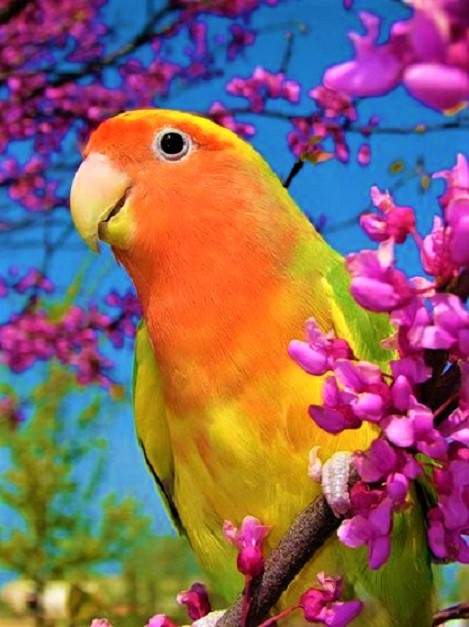 Solve Lovely Lovebird jigsaw puzzle online with 63 pieces
