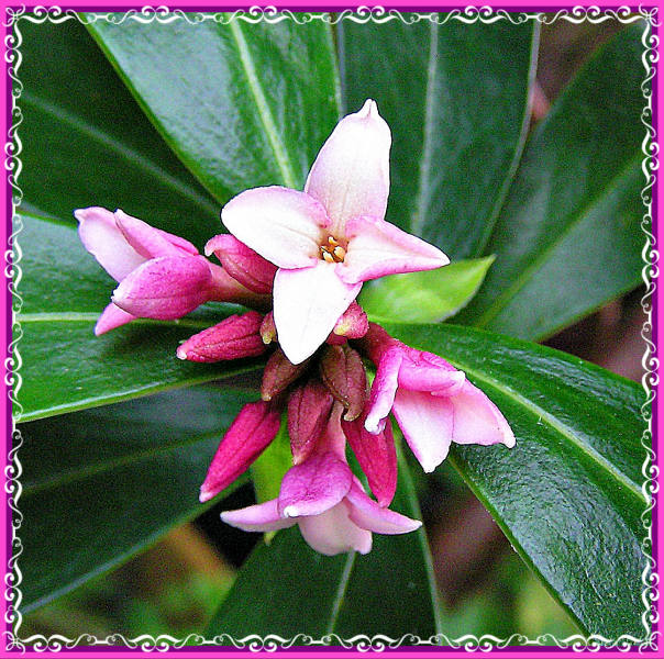 Solve Sweet Daphne. jigsaw puzzle online with 9 pieces