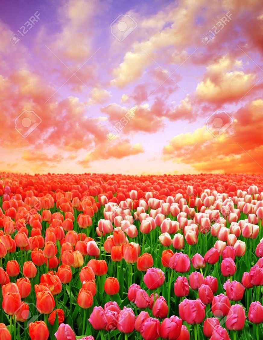 Solve Beautiful Tulips jigsaw puzzle online with 63 pieces