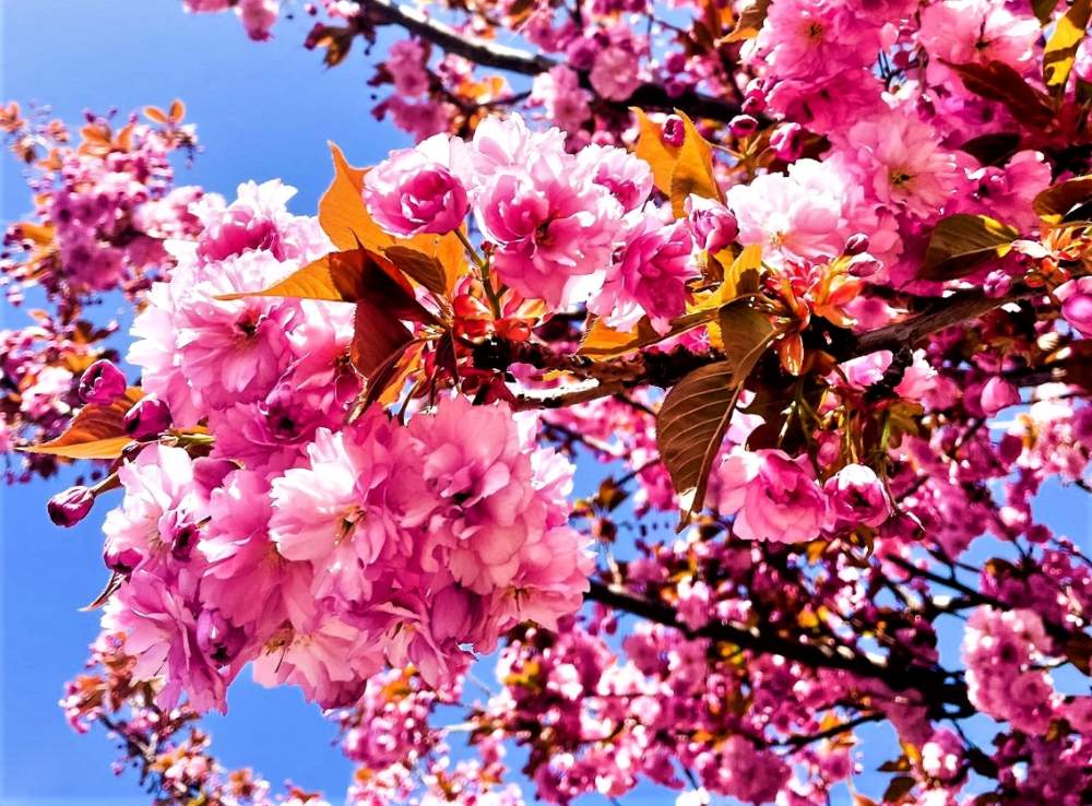 Solve Jaro - Spring jigsaw puzzle online with 12 pieces