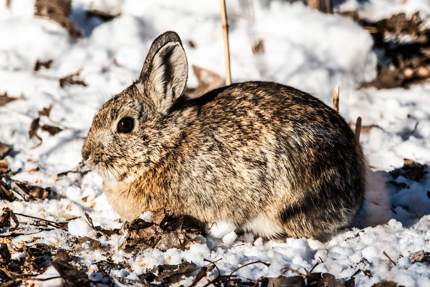 Solve Rabbit jigsaw puzzle online with 70 pieces