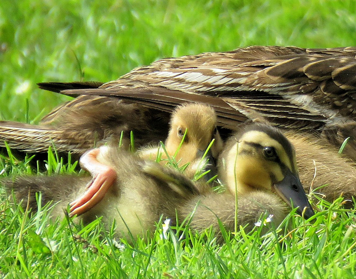 Solve chicks jigsaw puzzle online with 63 pieces