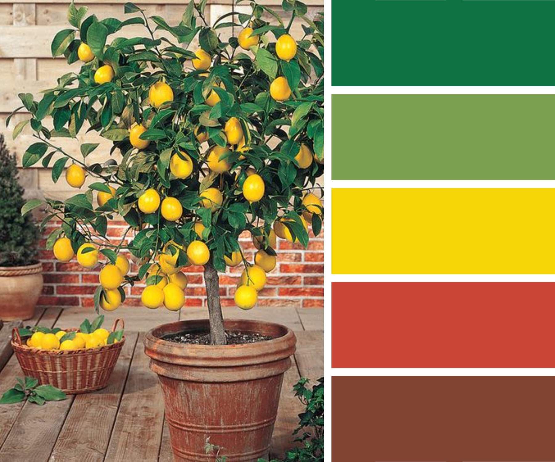 Solve Little Lemon Tree jigsaw puzzle online with 270 pieces