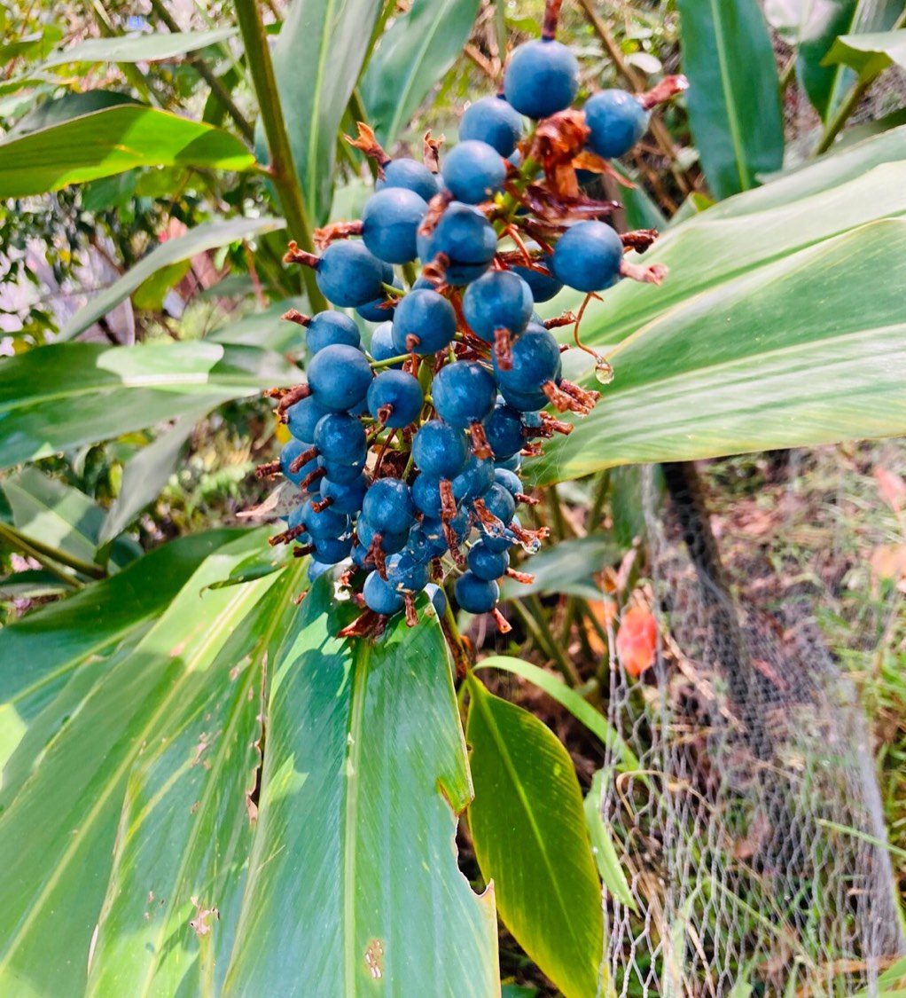 Solve Native ginger, Queensland jigsaw puzzle online with 30 pieces