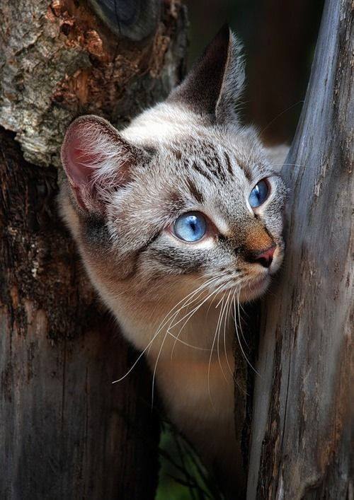 Solve Aren t I Just The Cutest Cat Of All Time Jigsaw Puzzle Online 