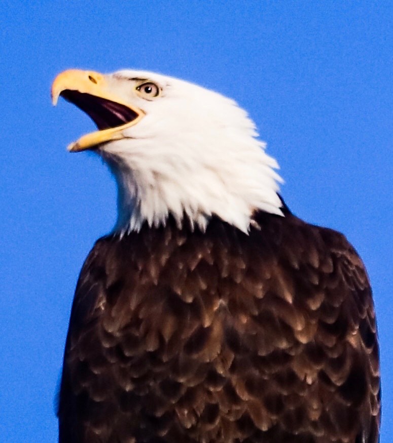 Solve EAGLES! jigsaw puzzle online with 72 pieces