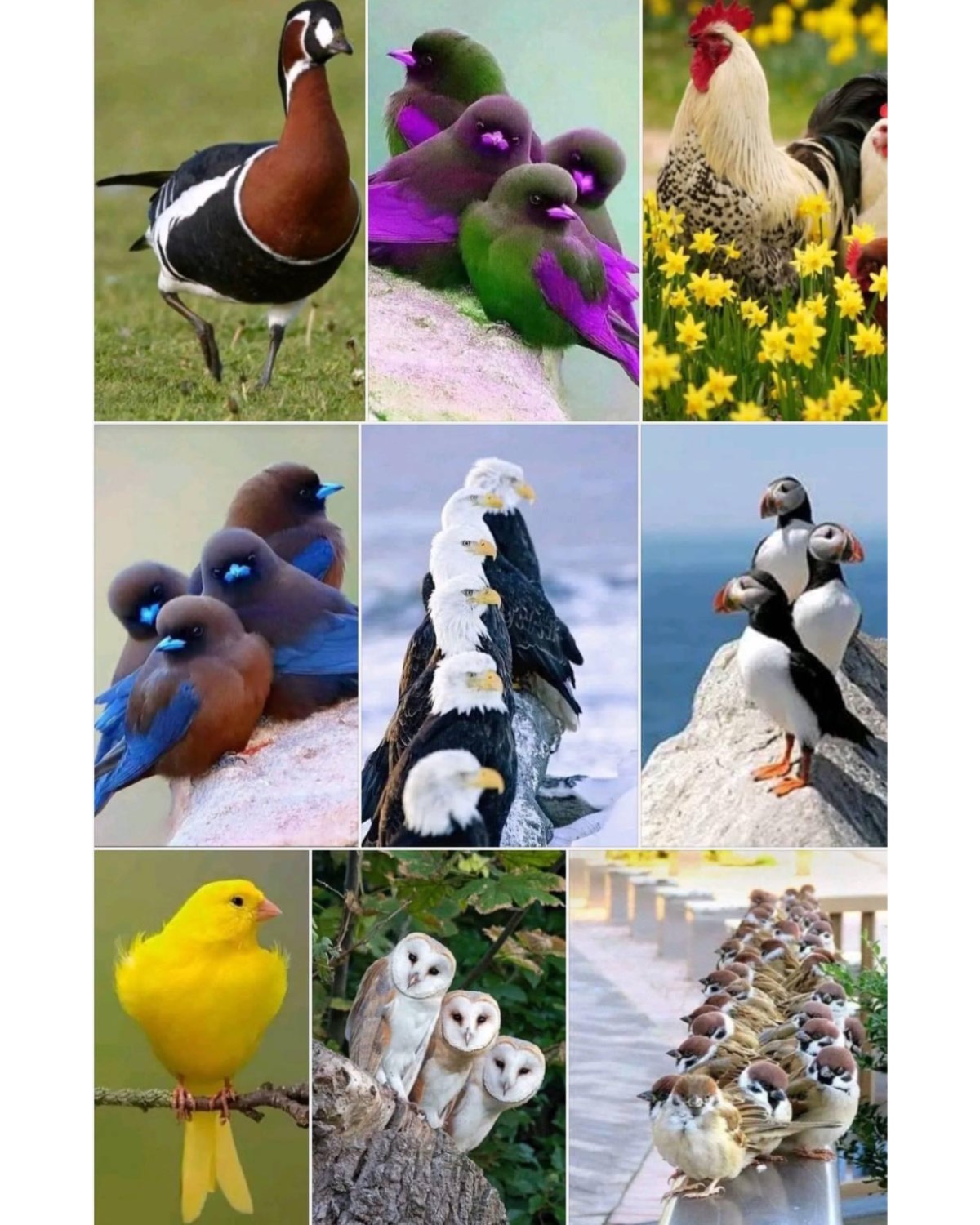 Solve Birds jigsaw puzzle online with 195 pieces