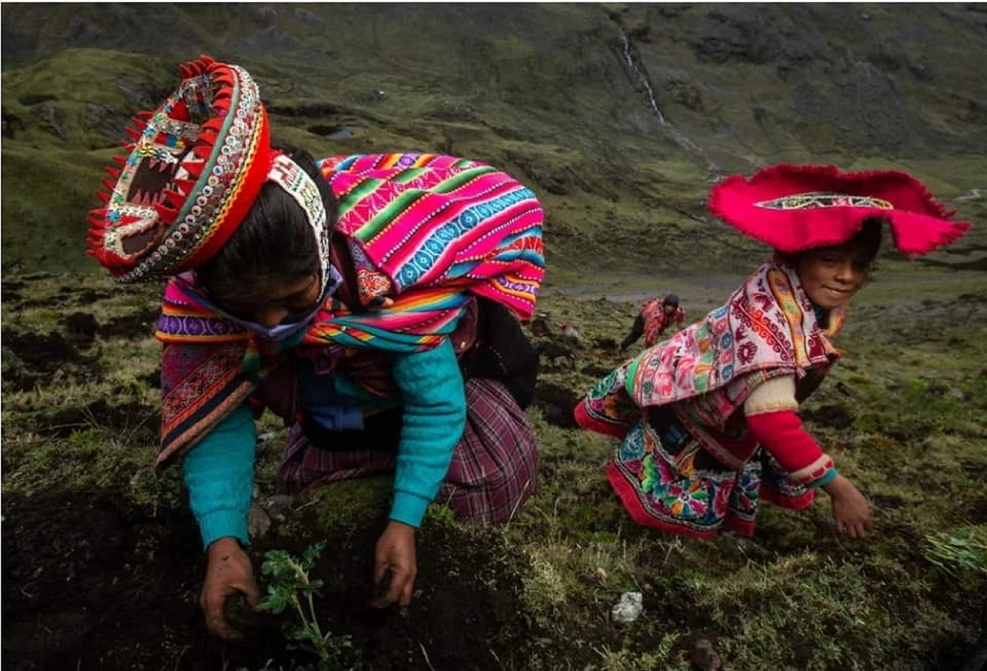 Solve Andean Mother and Child planting polylepis trees for ...