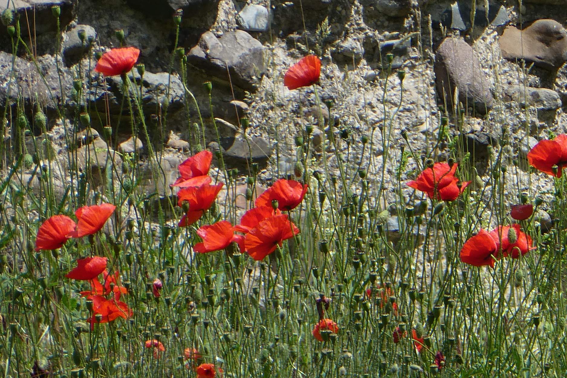 Solve Series: Poppies. Wild poppies, growing before the wall of a ruin ...