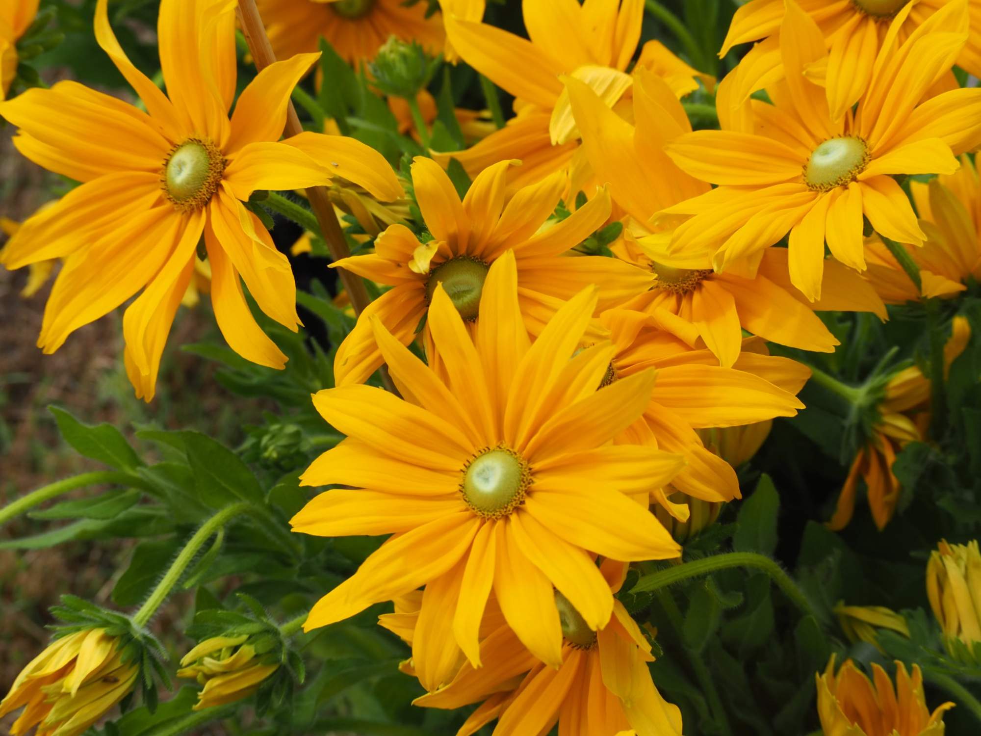 Solve 29 jigsaw puzzle online with 300 pieces