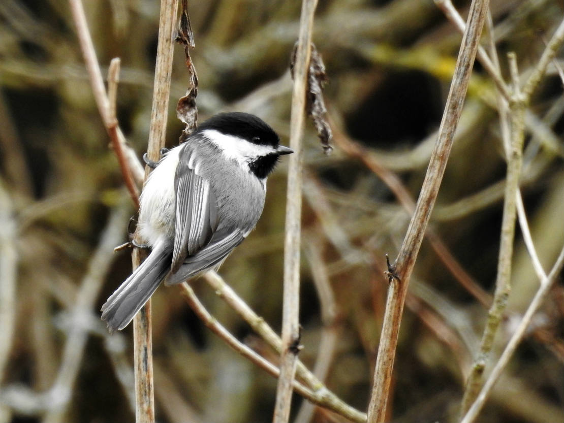Solve Black Capped Chickadee jigsaw puzzle online with 35 pieces