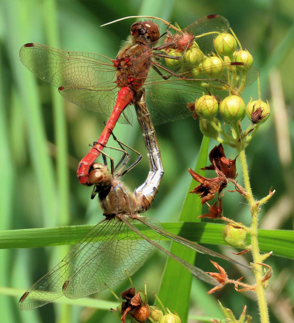 Solve mating vagrant darters (steenrode heidelibellen) jigsaw puzzle ...