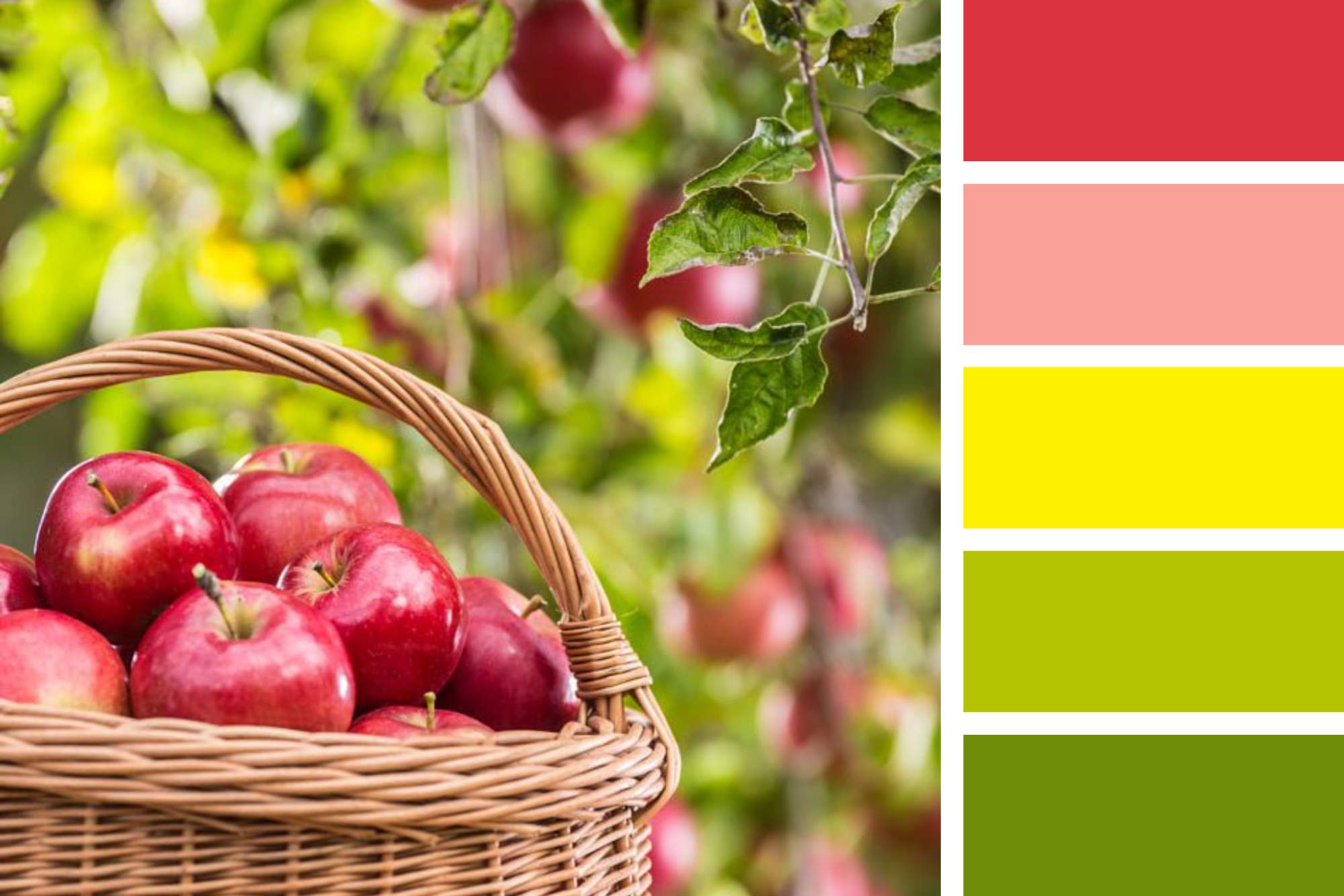 Solve Basketful of Ripe Red Apples jigsaw puzzle online with 247 pieces