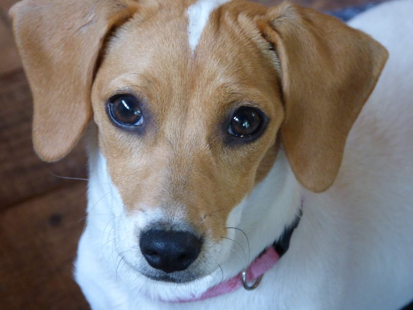 Solve Little Merita big eyes jigsaw puzzle online with 35 pieces