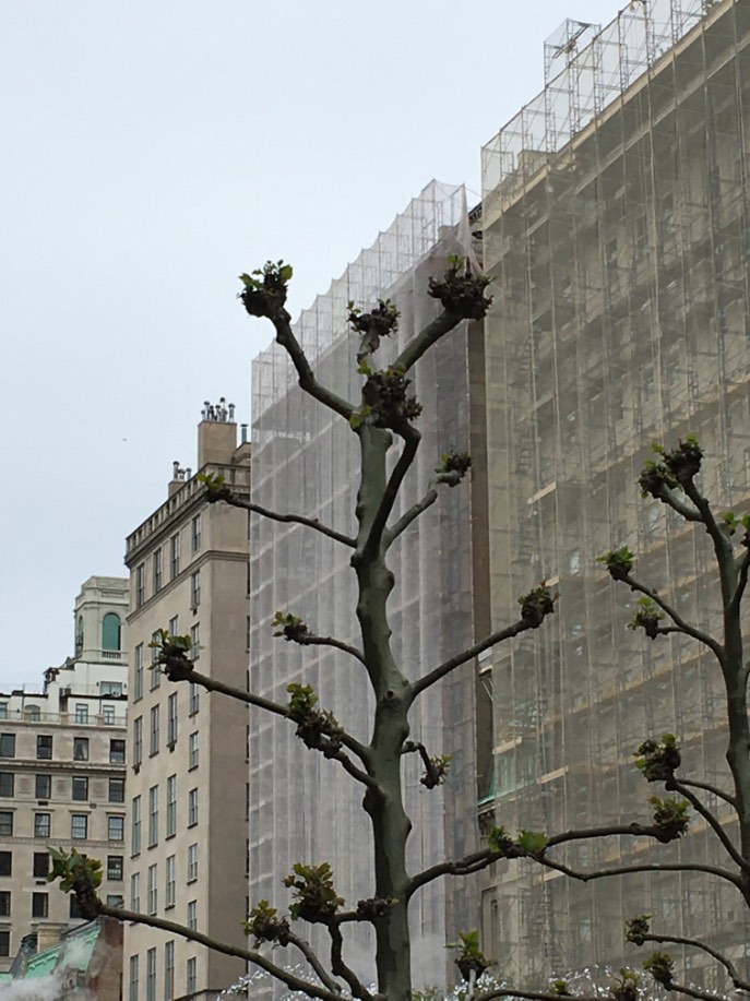 Solve The tops of strange looking trees jigsaw puzzle online with 12 pieces