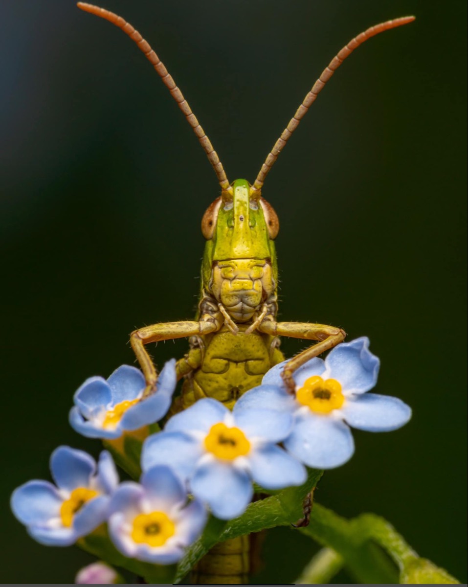 Solve Grasshopper with flowers jigsaw puzzle online with 238 pieces