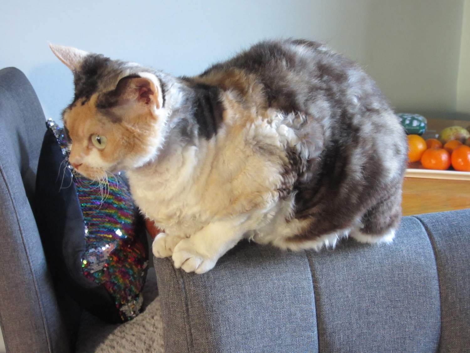 Solve fuzz ball jigsaw puzzle online with 48 pieces