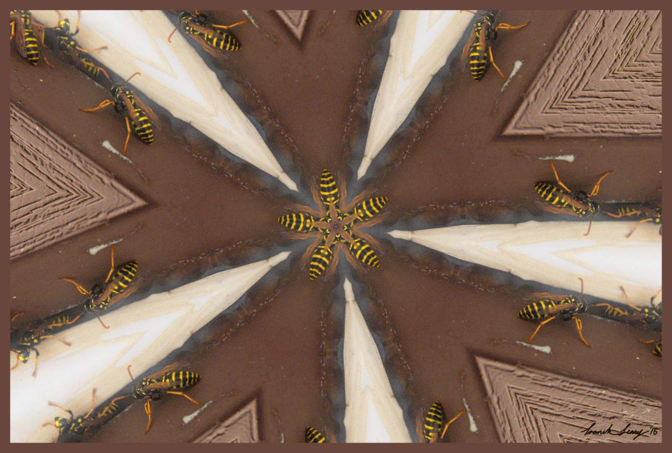 Solve 07252007 Wasp kaleido jigsaw puzzle online with 24 pieces