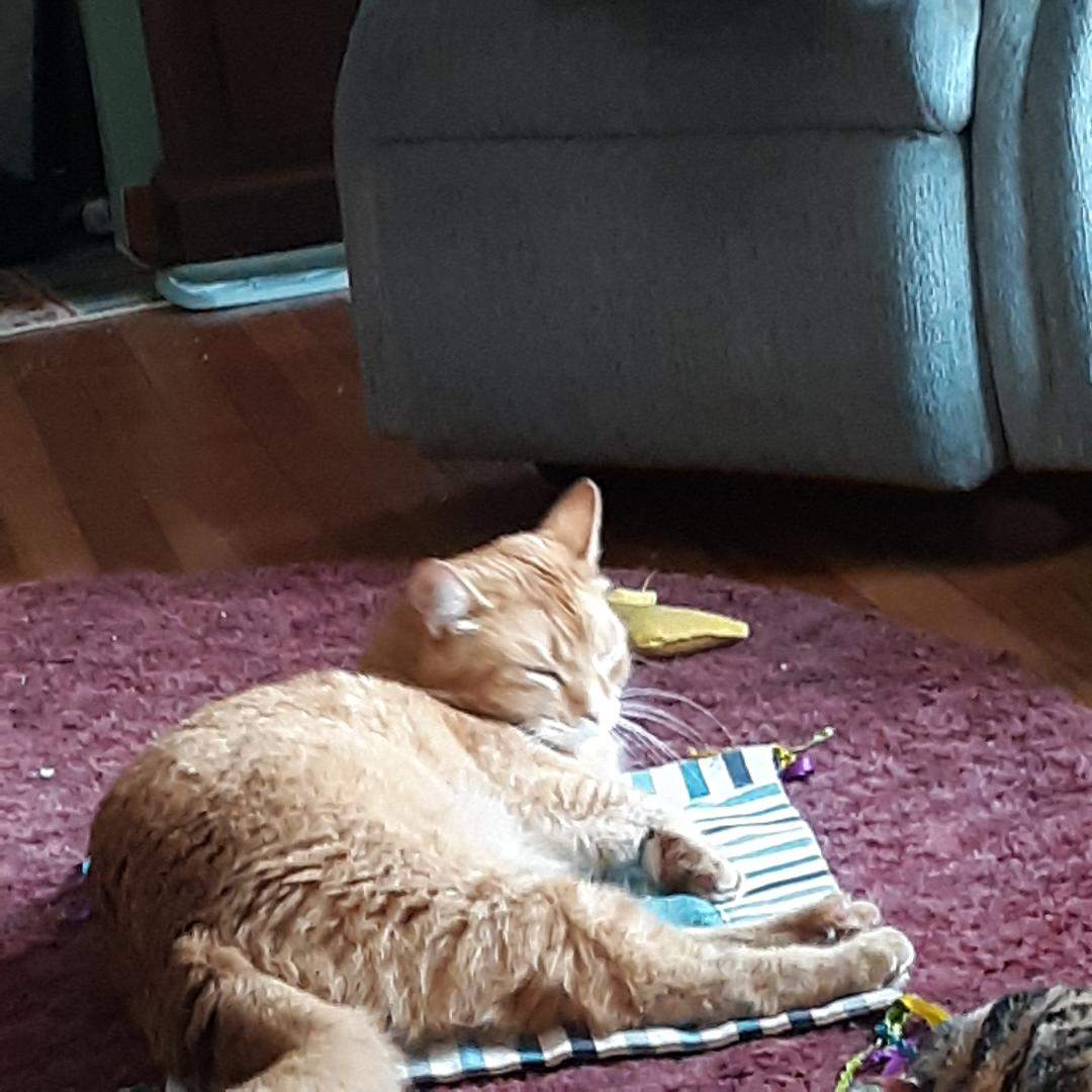 Solve Wally hanging out - sleepy! jigsaw puzzle online with 49 pieces