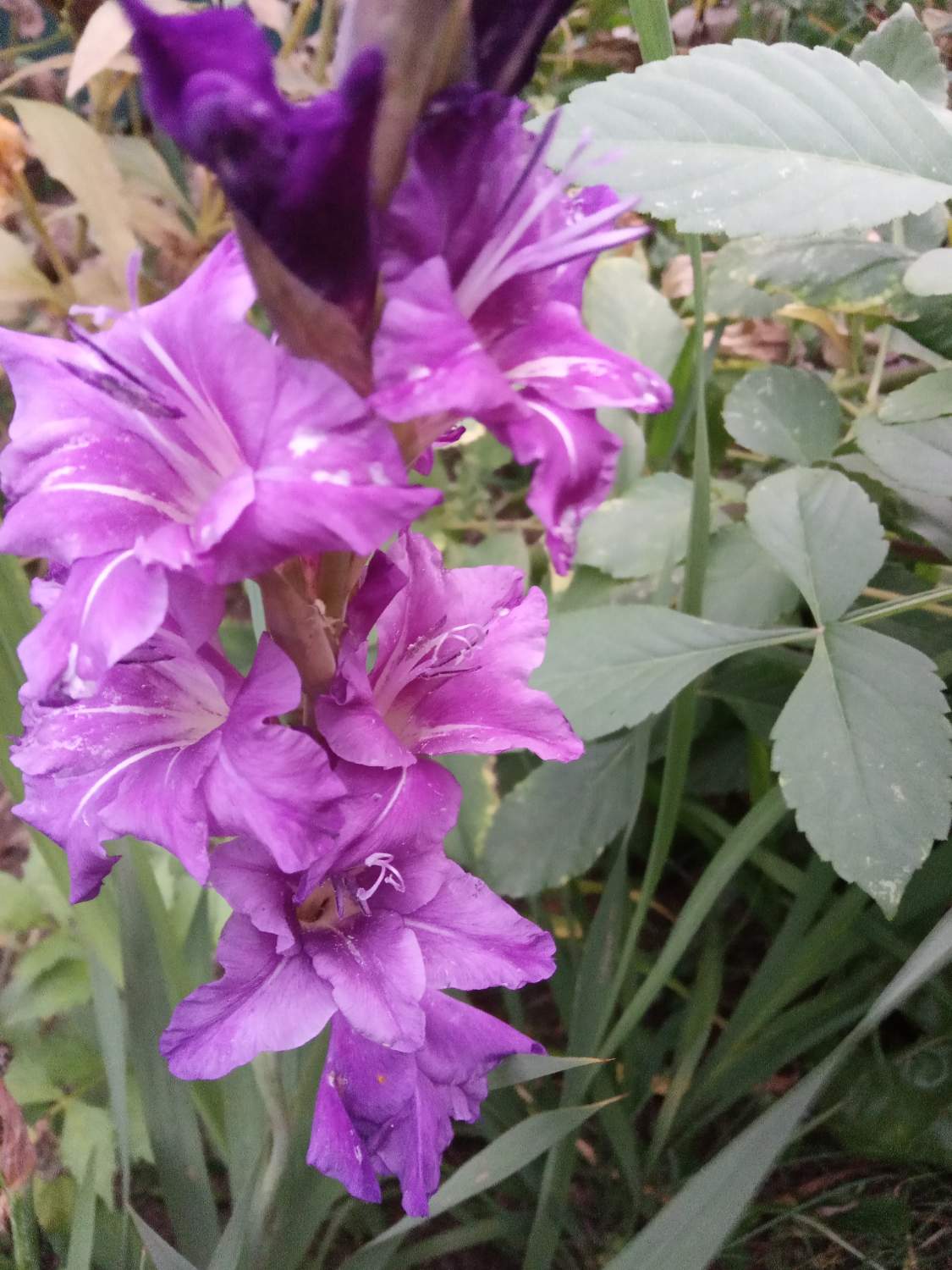 Solve IMG_20221015_175620 jigsaw puzzle online with 336 pieces