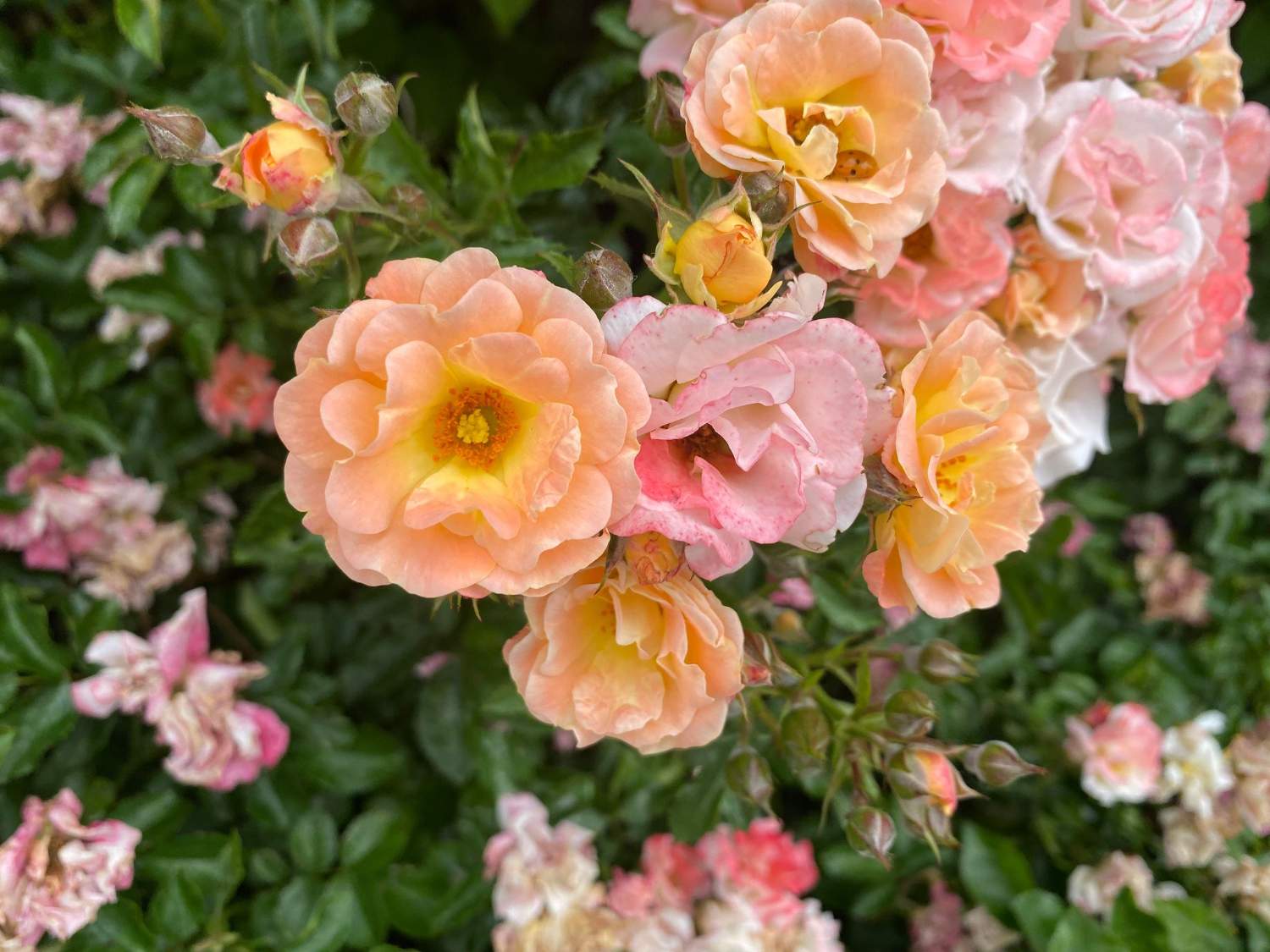 Solve have a great weekend! jigsaw puzzle online with 48 pieces