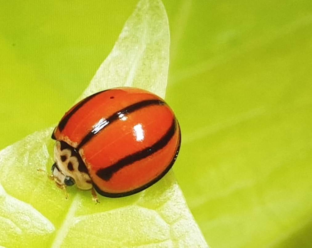 Solve STRIPED LADYBUG jigsaw puzzle online with 30 pieces