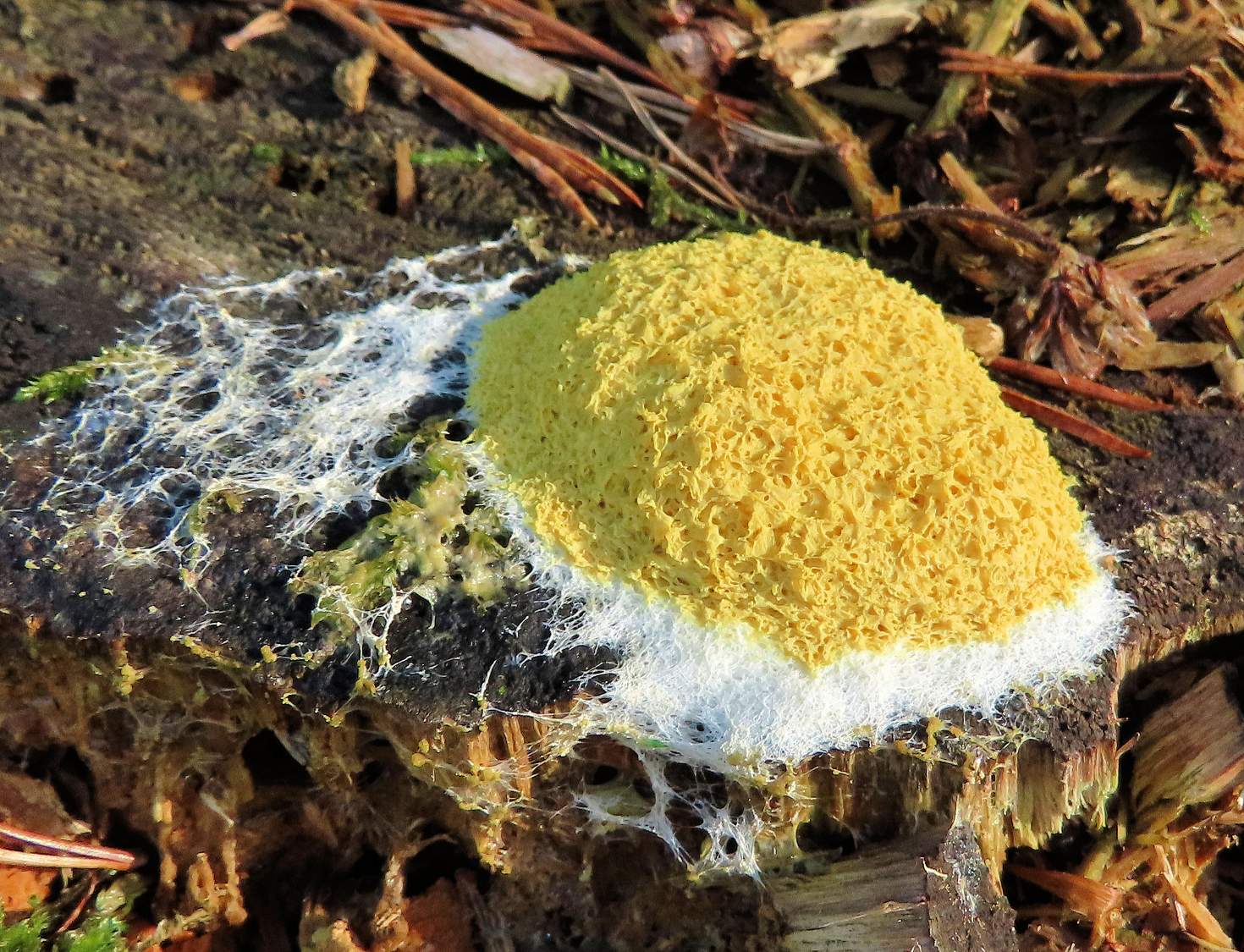 Solve scrambled egg slime (heksenboter) jigsaw puzzle online with 63 pieces