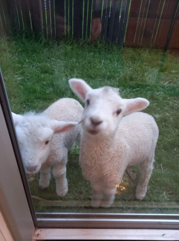 Solve Lambs jigsaw puzzle online with 35 pieces