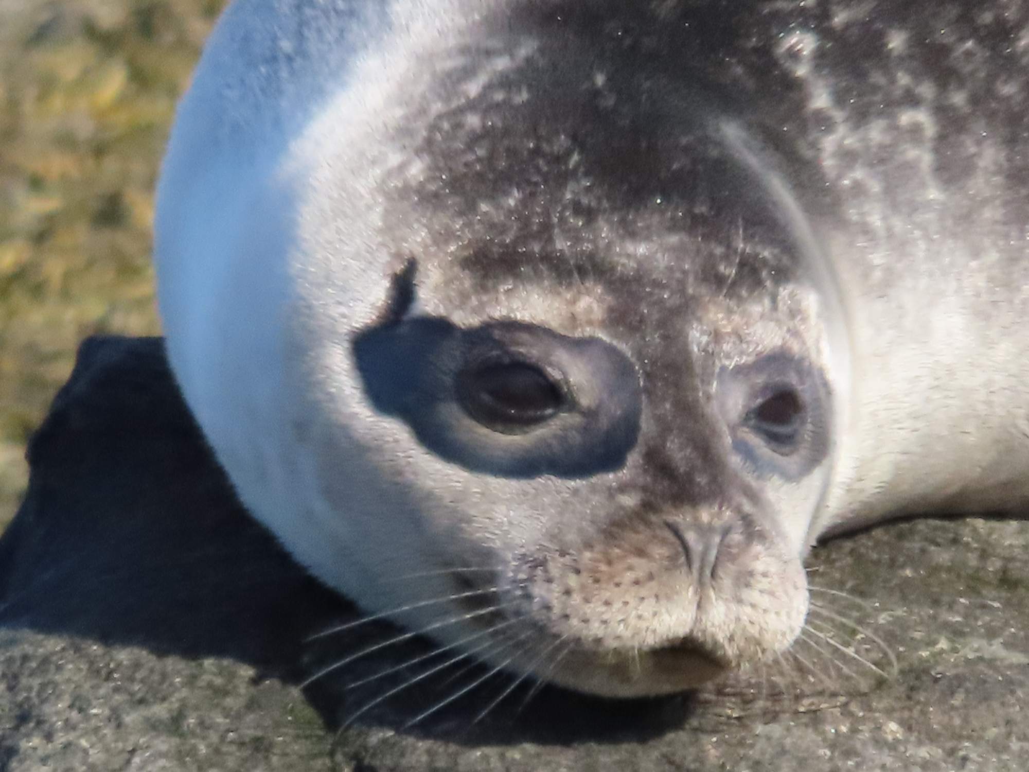 Solve Island Robbe jigsaw puzzle online with 204 pieces