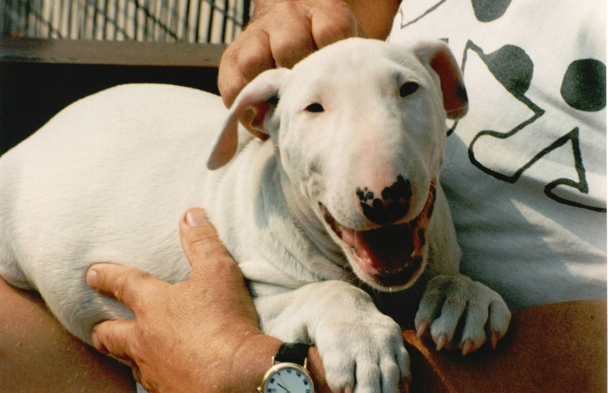 Solve Moriarty-English bull terrier-when a puppy jigsaw puzzle online ...
